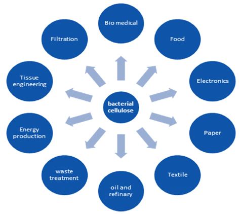 Applications Of Bacterial Cellulose Download Scientific Diagram