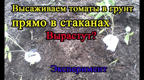 Посадка томатов в грунт прямо в стаканах - YouTube