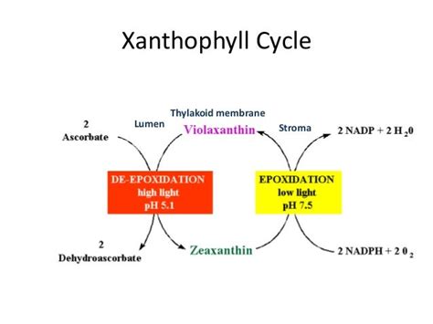 Xanthophyll Cycle Xanthophyll Wikipedia