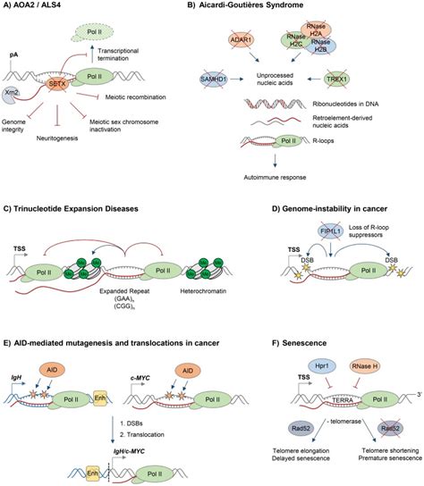 Out Of Balance R Loops In Human Disease Pmc