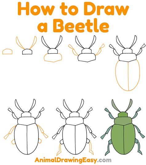 How To Draw A Beetle