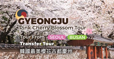 Gyeongju Cherry Blossom Tour From Seoul Busan Klook