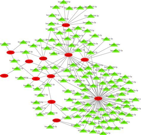 Hub Gene Mirna Regulatory Interaction Network Green Triangle Nodes