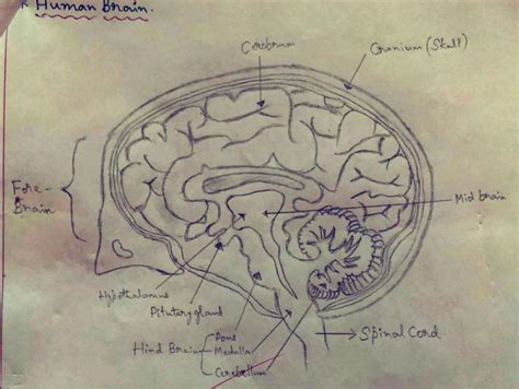 Diagram Of Brain Class 10