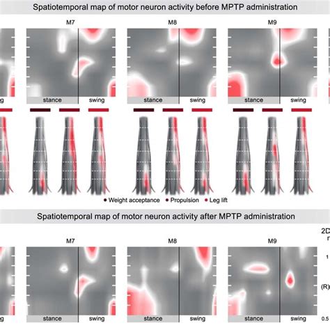 design of ees protocols based on spatiotemporal maps of motor neuron