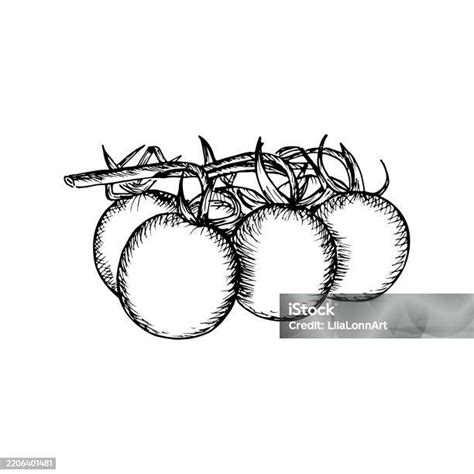 토마토 스케치 개요 그림 방울 토마토 간단한 낙서 드로잉 조각 스타일 손으로 그린 벡터 라인 아트 클립 아트 계절에 대한 스톡 벡터 아트 및 기타 이미지 Istock