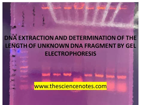 Dna Extraction And Determination Of The Length Of Unknown Dna Fragment