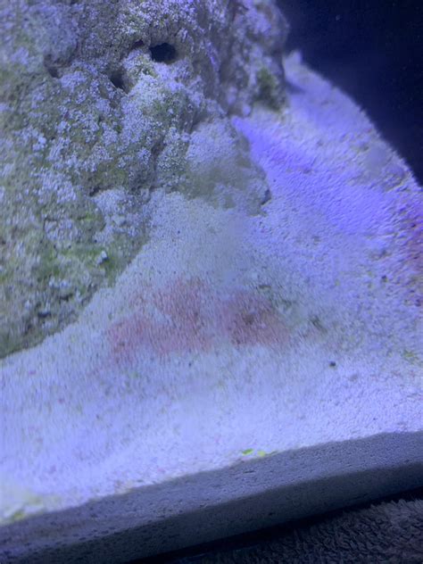 Does This Look Like The Start Of Cyanobacteria R Reeftank