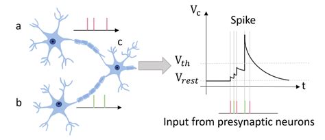 Computation Of Lif Neurons Neuron C Receives Spikes From Presynaptic