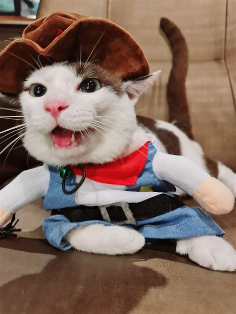 Woman Searches For Her Beloved Pet Cat Only To Find It Swallowed By