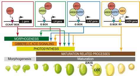 Combinatorial Interactions Of The Lec1 Transcription Factor Specify