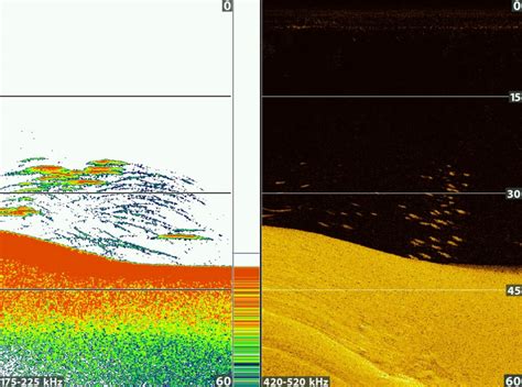 More Must Know Science About Why Ciscoes Are So Important To Your