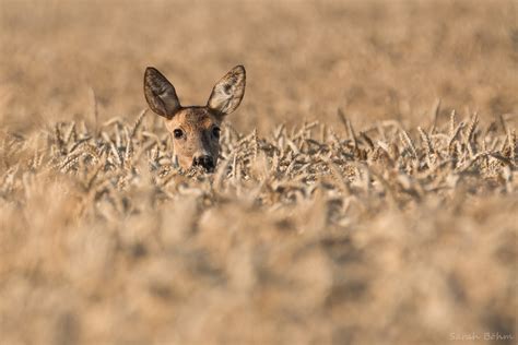 Gut getarnt (Forum für Naturfotografen)