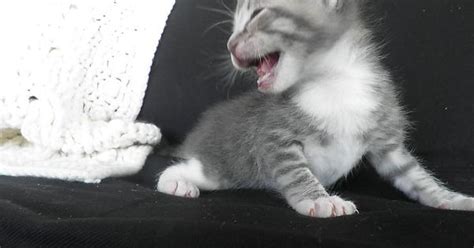 new kitties thank you imgur for telling me how to upload multiple pics album on imgur