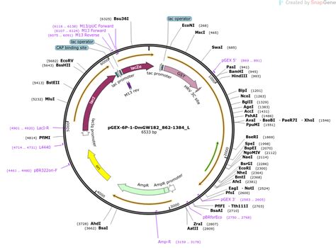 Addgene PGEX 6P 1 DmGW182 862 1384 L