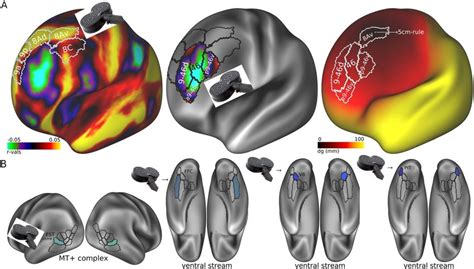 Dlpfc Pos Versus Dlpfc Neg And Potential Targets For Tms A From