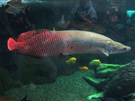 Arapaima The Milking Fish