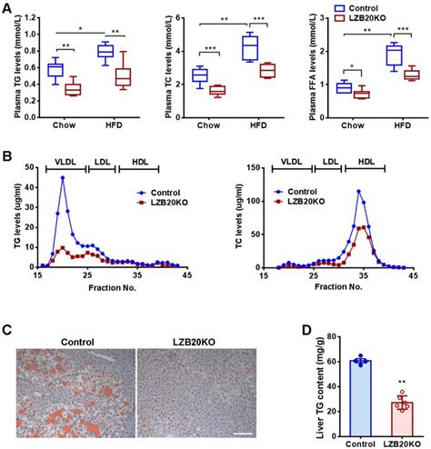 deleting zbtb20 expression in the liver reduces high fat diet induced