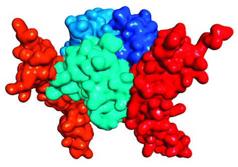 Illustration Of The Interacting Cd40 Cd154 Trimer Structure Human