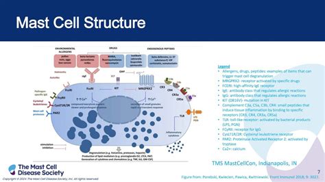 What Are Mast Cells Tms The Mast Cell Disease Society Inc