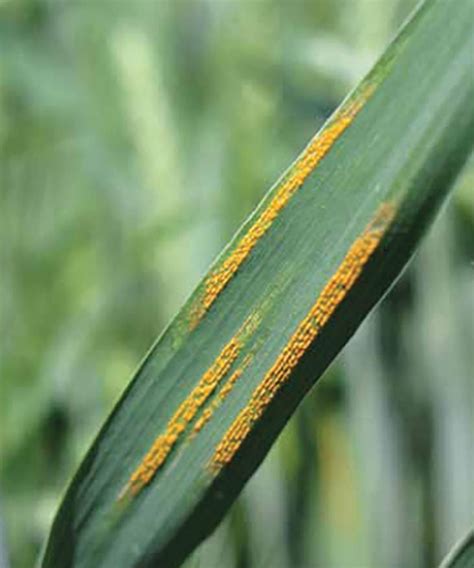 Wheat Scoop K State Recommends Scouting And Addressing Stripe Rust To Prevent Loss Of Yield And