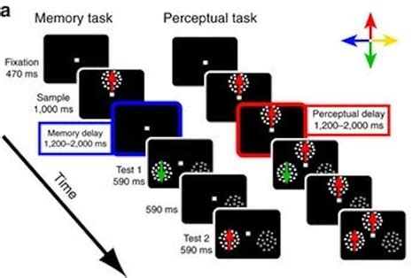 Scientists Figured Out How We Picture Images In Our Heads