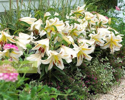 Lilium 'Garden Party... stock photo by Visions, Image: 0405700