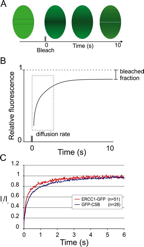 FRAP analysis of GFP-CSB nuclear mobility. (A) During a FRAP experiment... | Download Scientific ...
