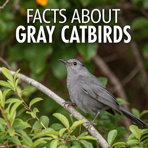 All About Gray Catbirds Habitat Diet Migration Patterns And More