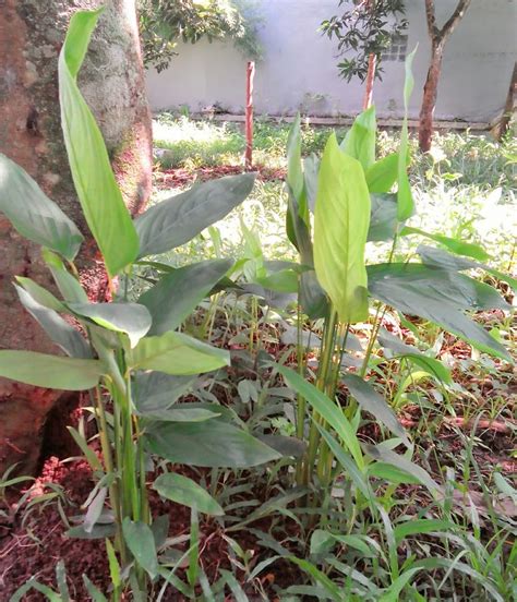 Tanaman Garut Atau Kerut Education Articles