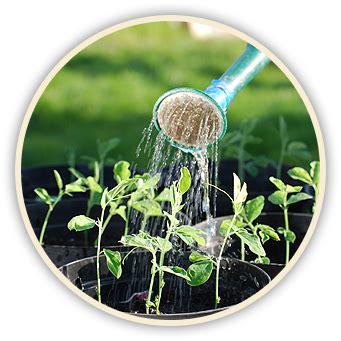 Clearing And Grading Of Seeds Seeds For Sowing Agromate Ltd