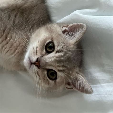 Ssu Choi Perimiaou On Threads Ssu Choi Perimiaou On Threads