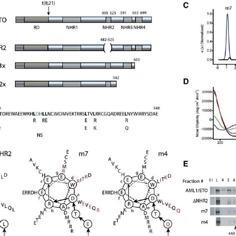 Mutations In The Nhr2 Domain And Their Effect On Tetramer Formation A Download Scientific