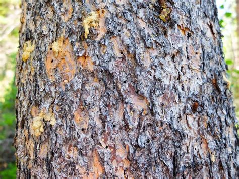 Pine Bark Beetle Kastle Kare Pest Control Services