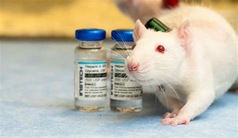 Rat Jugular Vein Cannulation Virtual Training Instech Laboratories Inc