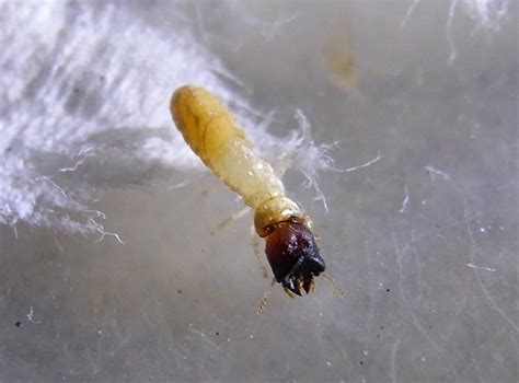 Cryptotermes Drywood Termites Termite Web