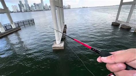 Pesca De Cubereta En Key Byscaine Youtube