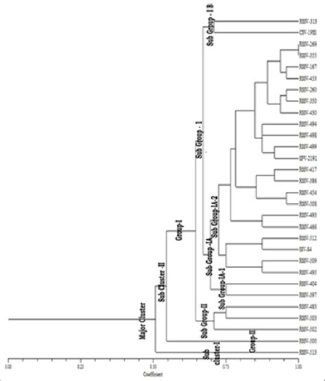 consensus tree showing clustering of thirty sweet sorghum genotypes