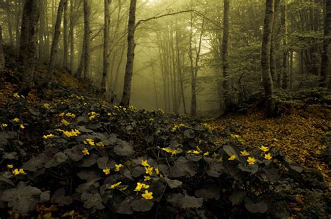 طبیعت رویایی