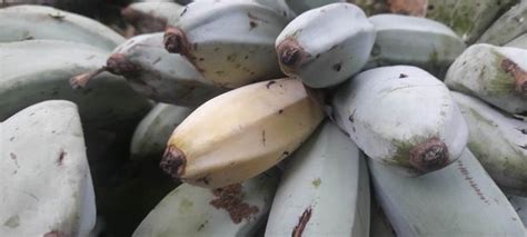 Blue Java Bananas Brisbane Edible Gardening