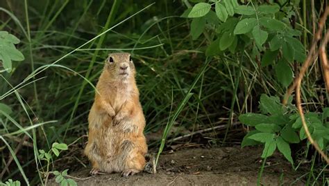 Does Flooding Gopher Holes Work Gopher Nuts