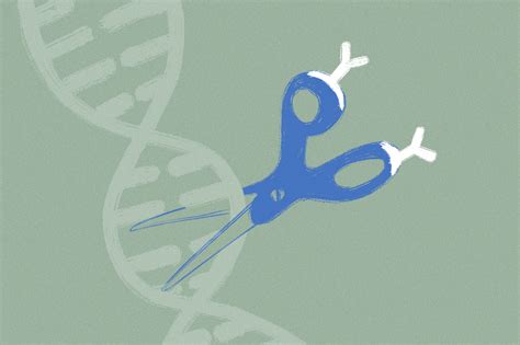 Cas9 Antibodies Overview And Applications