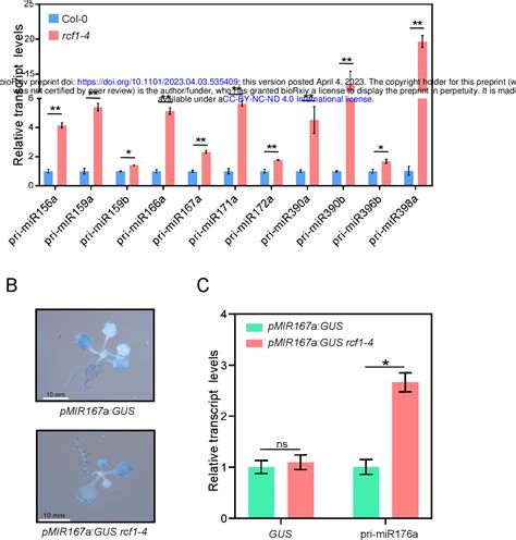 Figure 3 From The Dead Box Helicase Rcf1 Plays Roles In Mirna Biogenesis And Rna Splicing In