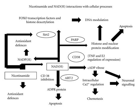 Direct Redox Regulation Apart NAD Consuming Pathways Influences A Download Scientific Diagram