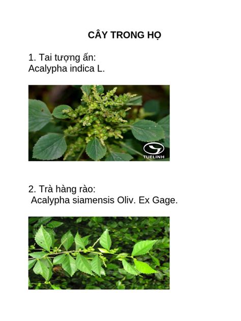 Cây Trong Họ Pdf