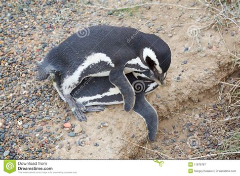 Penguins Sex Stock Image Image Of Vacations Scenics
