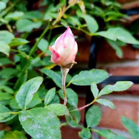 What Causes White Spots On Rose Leaves