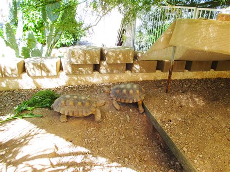 Desert Turtle Enclosures Outdoor Habitats