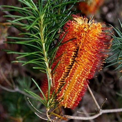 Banksia Spinulosadescription Australian Native Tree With Golden