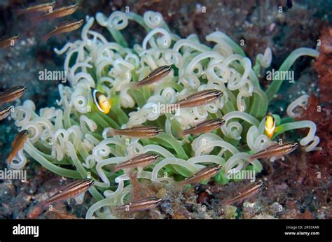 Moluccan Cardinalfish Ostorhinchus Moluccensis With Anemonefish